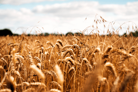 A Shift In Prominent Crops in Kansas - Gene Francis & Associates